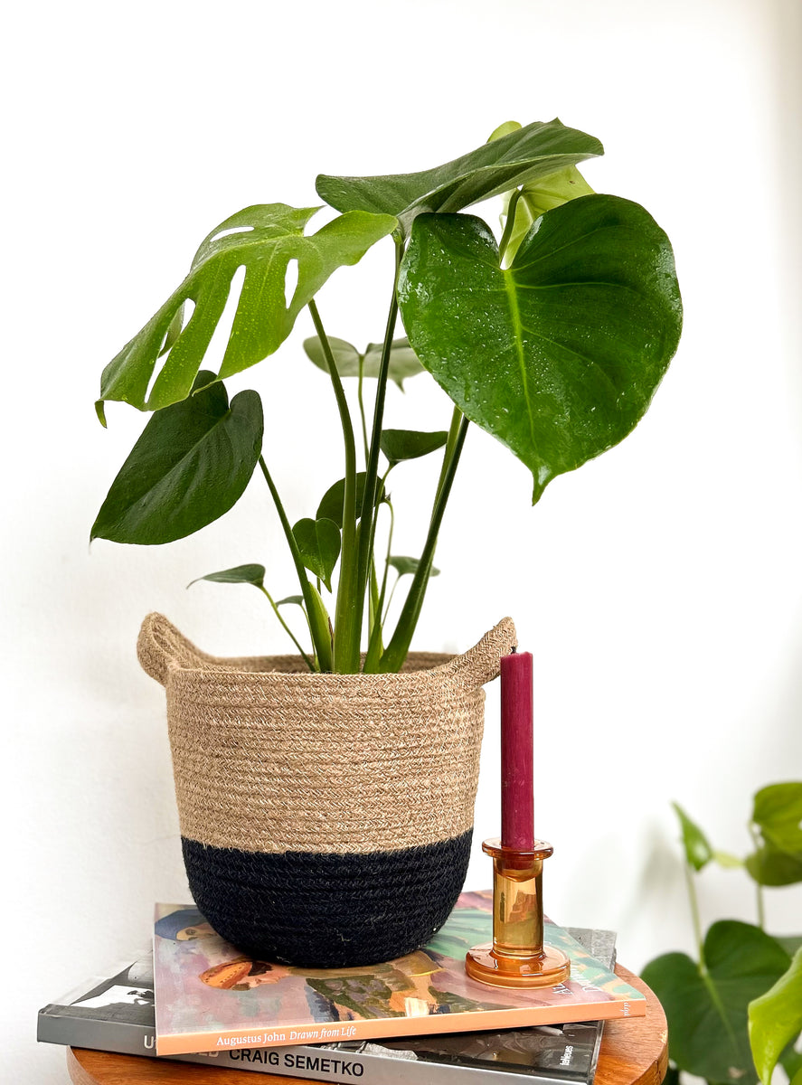 Monstera in Natural Jute Basket – Fays Flowers
